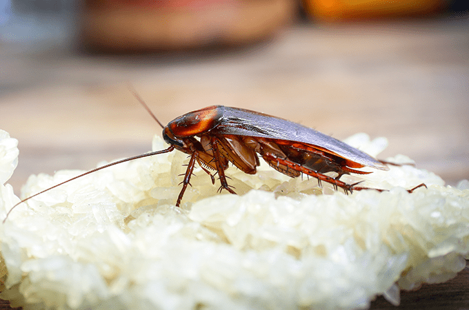FOOD SERVICE – Protecting your brand reputation with premium pest ...